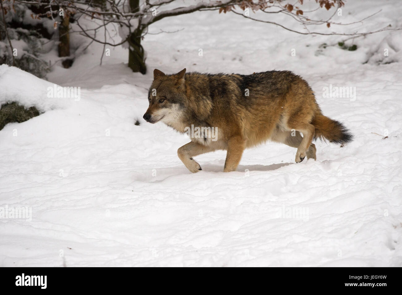 Wolf in winter on food search (Canis lupus, Wolf im Winter auf Nahrungssuche(Canis lupus Stock ...