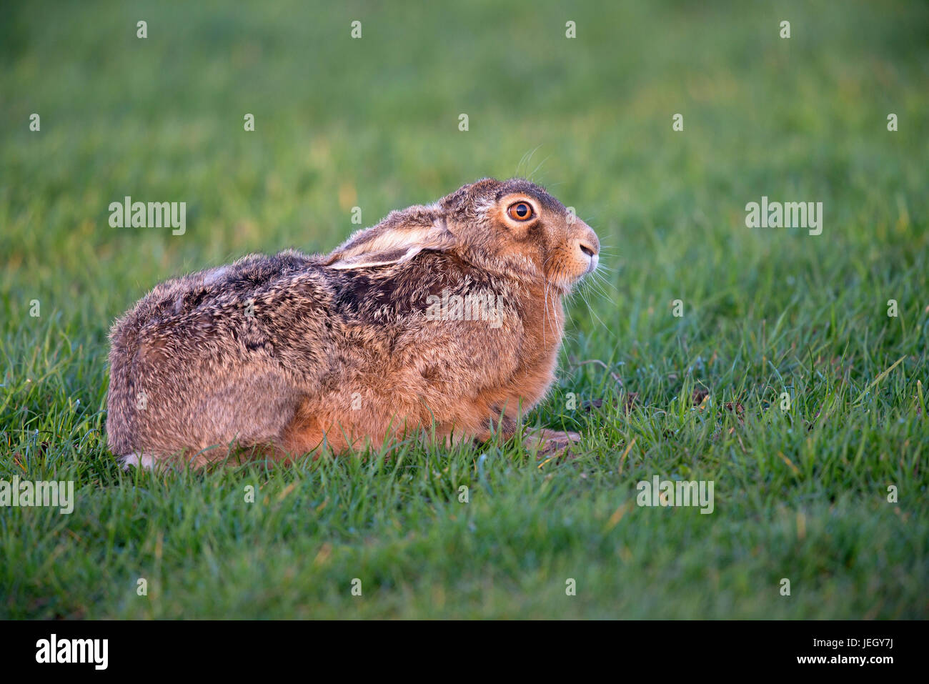 Field hare, Lepus europaeus , Feldhase (Lepus europaeus Stock Photo - Alamy