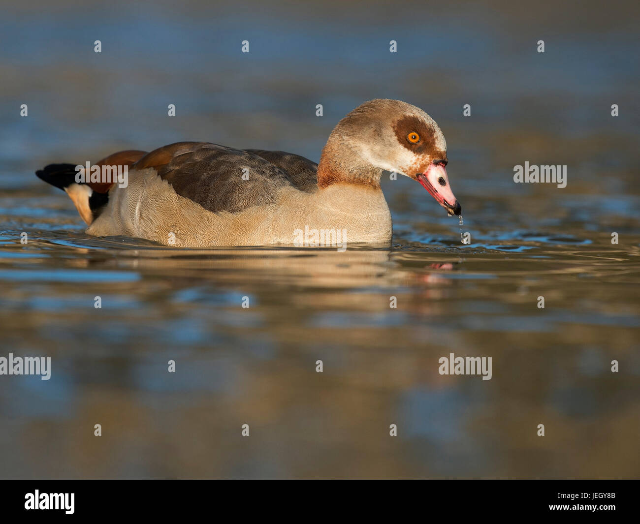 Nile goose, Alopochen aegyptiacus, Nilgans Stock Photo - Alamy