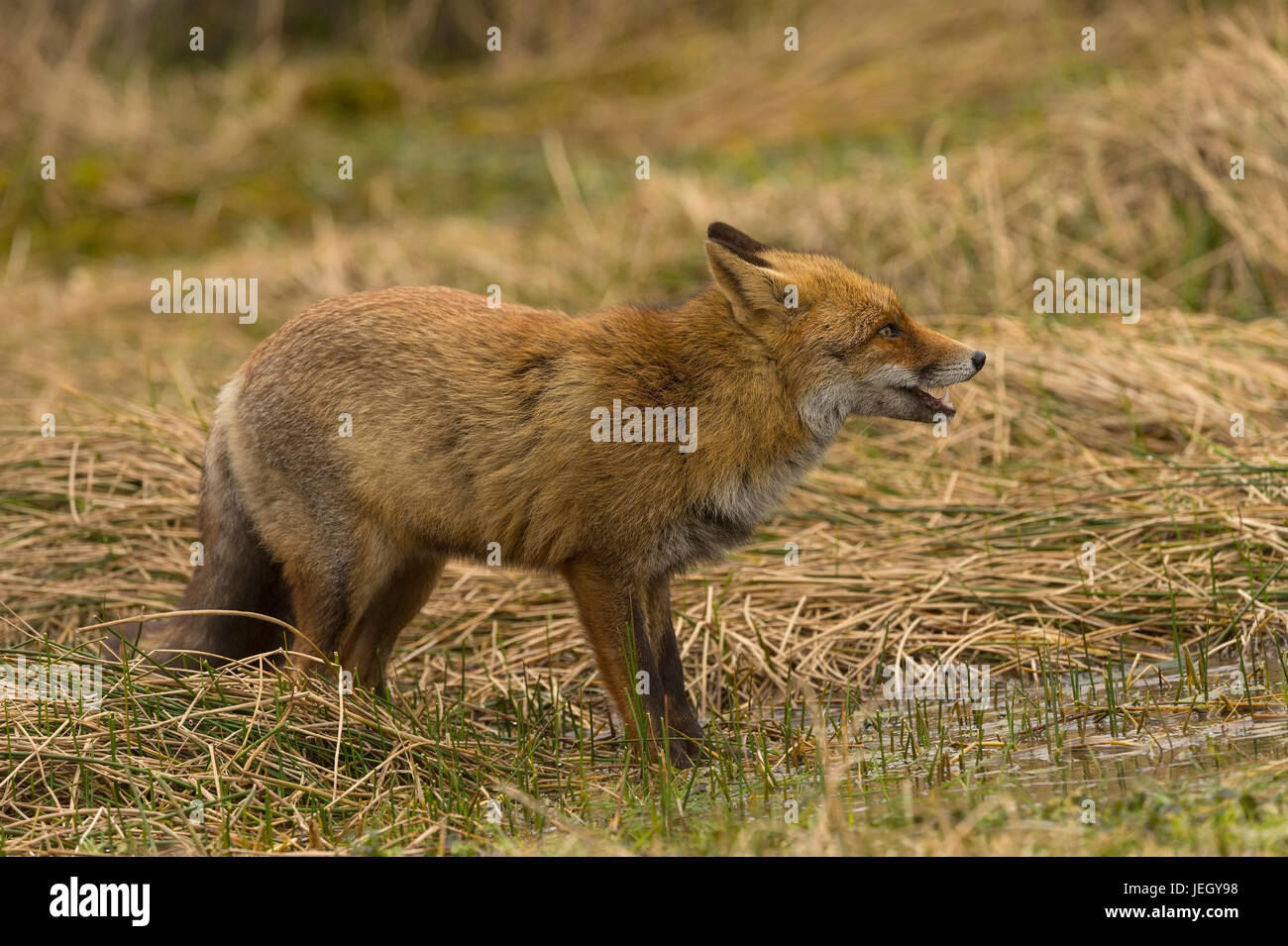 Red fox, Vulpes vulpes, Rotfuchs (Vulpes vulpes Stock Photo - Alamy