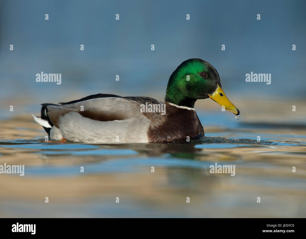 Mallard, Anas platyrhynchos , Stockente (Anas platyrhynchos Stock Photo ...