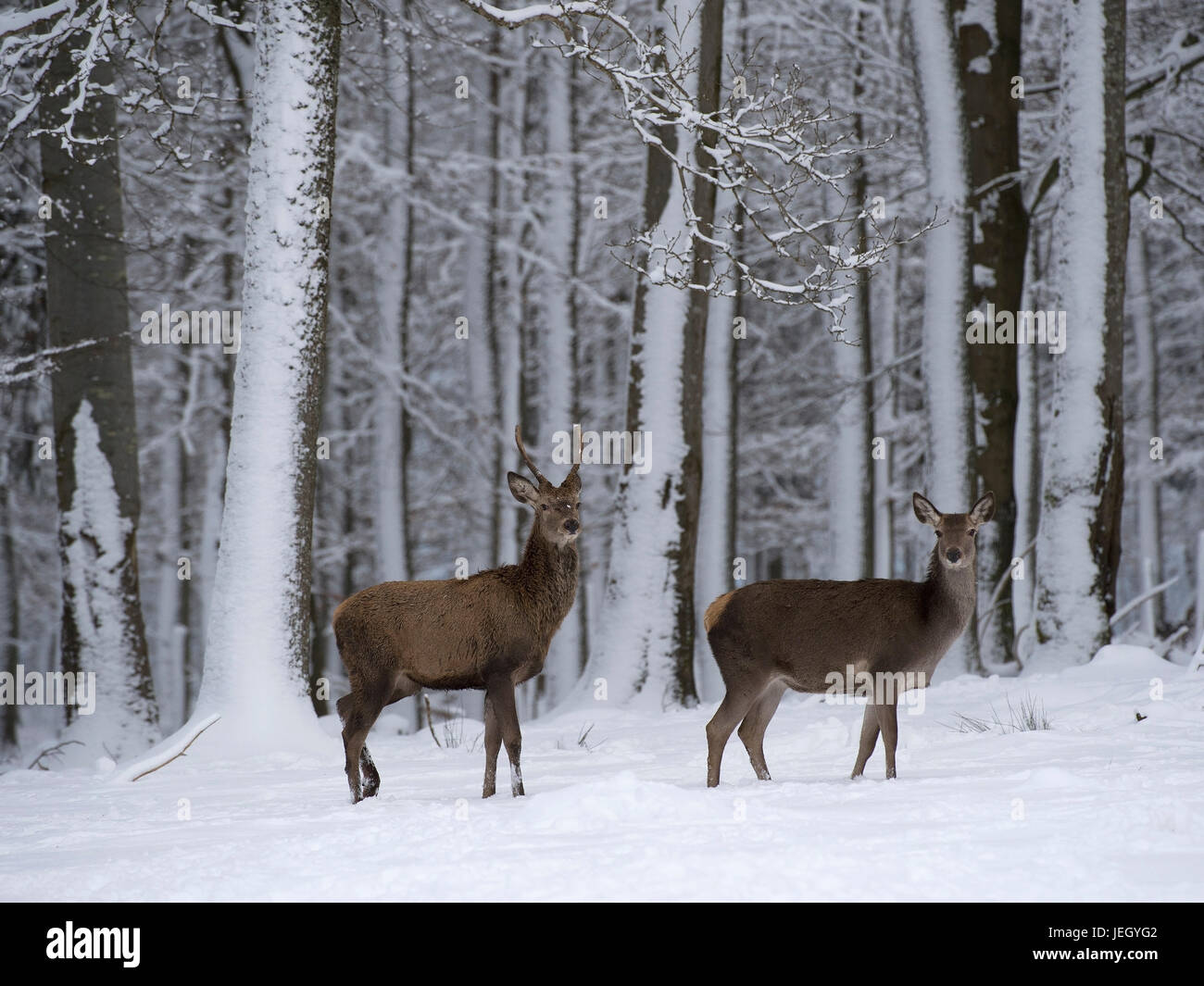 Hirsch Im Schnee High Resolution Stock Photography and Images - Alamy