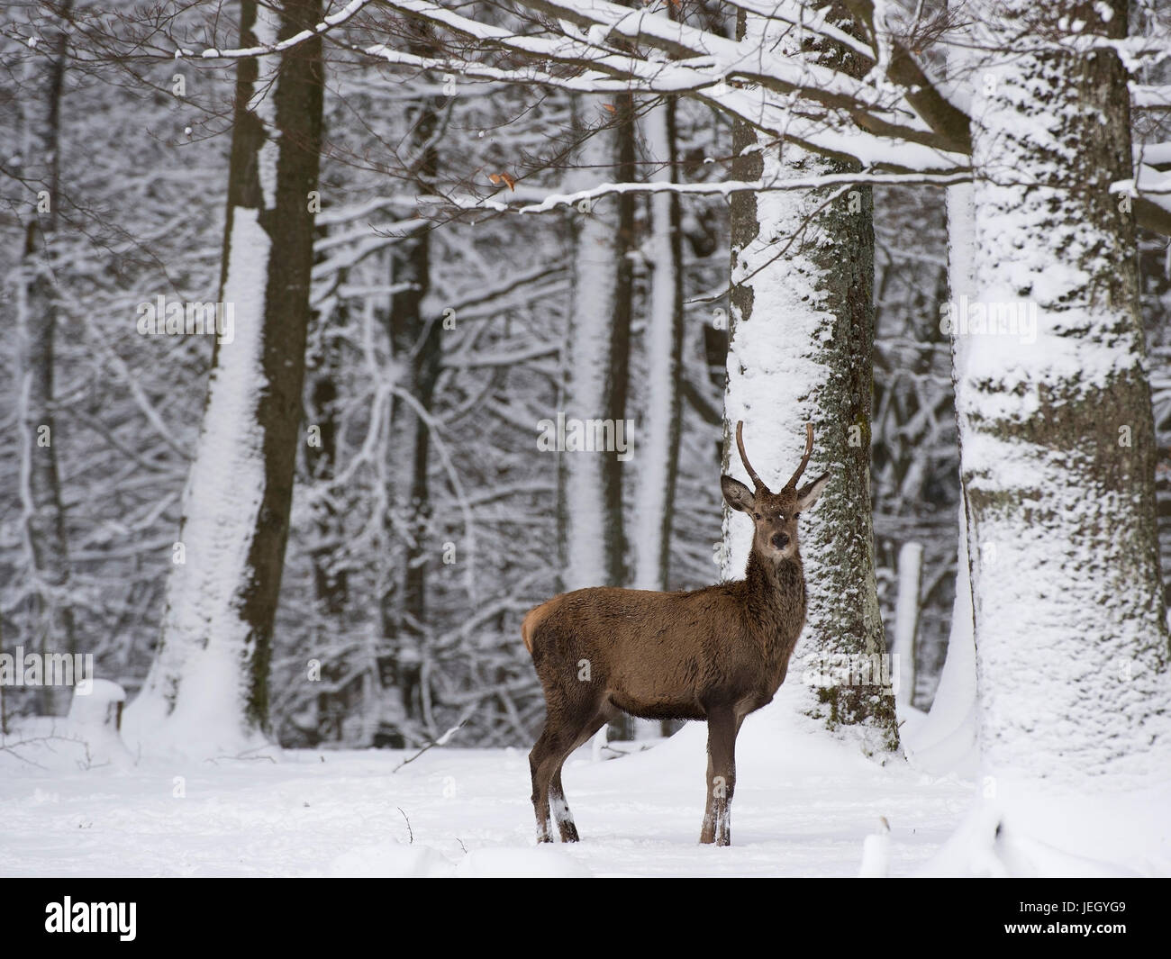 Hirsch im schnee hi-res stock photography and images - Alamy