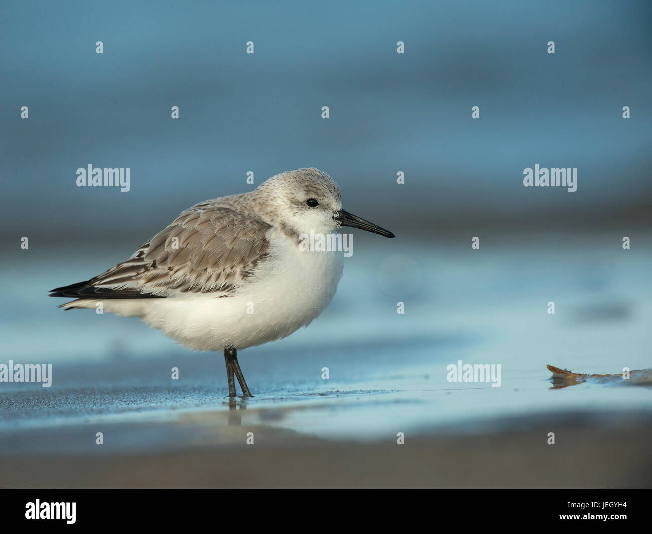 Sanderling, Calidris alba, Sanderling (Calidris alba Stock Photo - Alamy