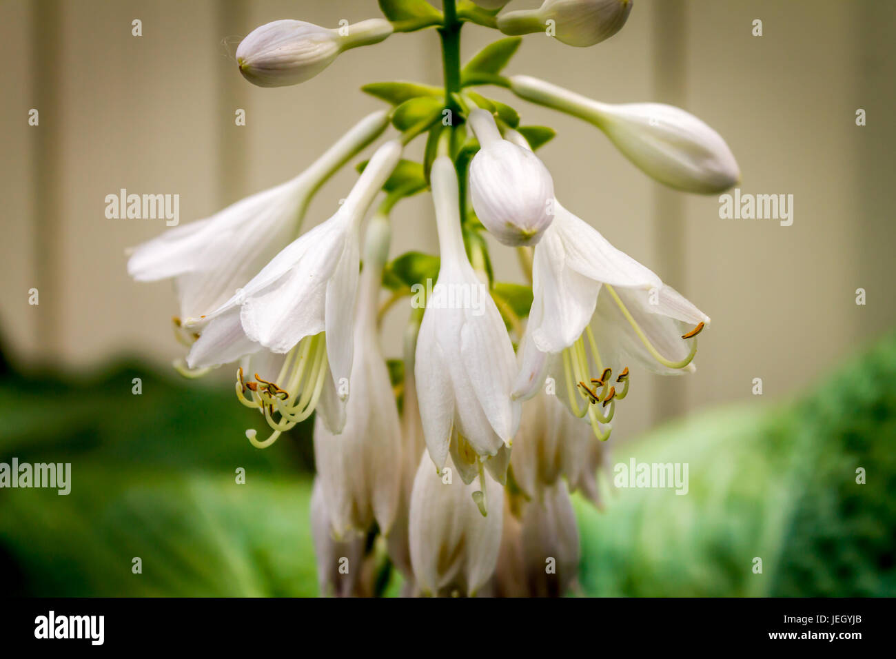 Hosta in bloom hi-res stock photography and images - Alamy