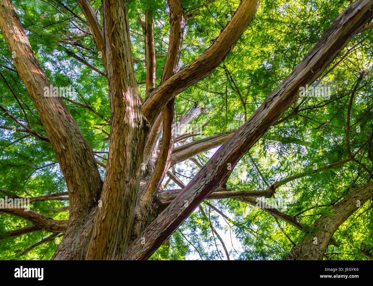 Curvy foliage hi-res stock photography and images - Alamy