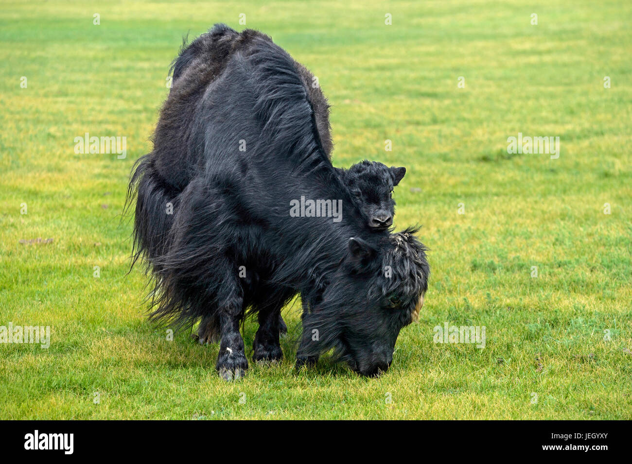 Black Yak Cow with Calf, Orchon Valley, Khangai Nuruu National Park ...