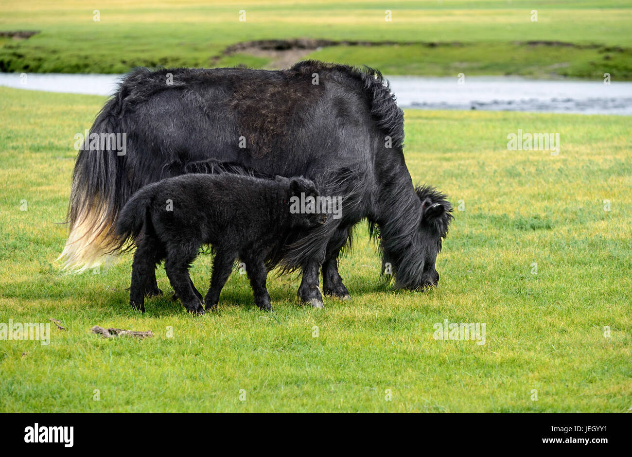 Black yak cow with calf hi-res stock photography and images - Alamy