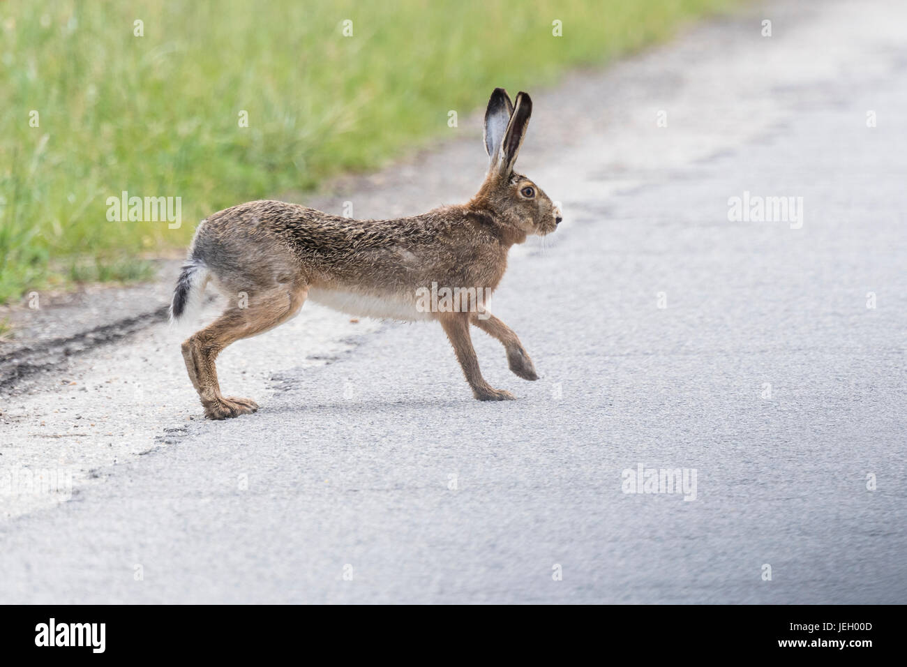 European hare (Lepus europaeus), running across road, Neusiedler See ...