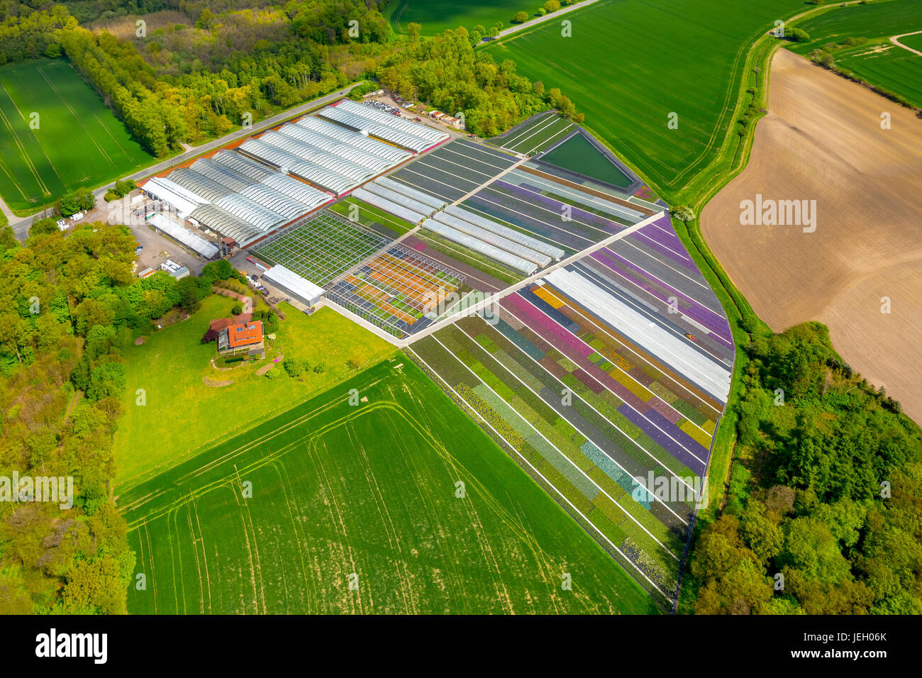 Colorful potted plants in rows, nursery, garden center, Nordkirchen ...
