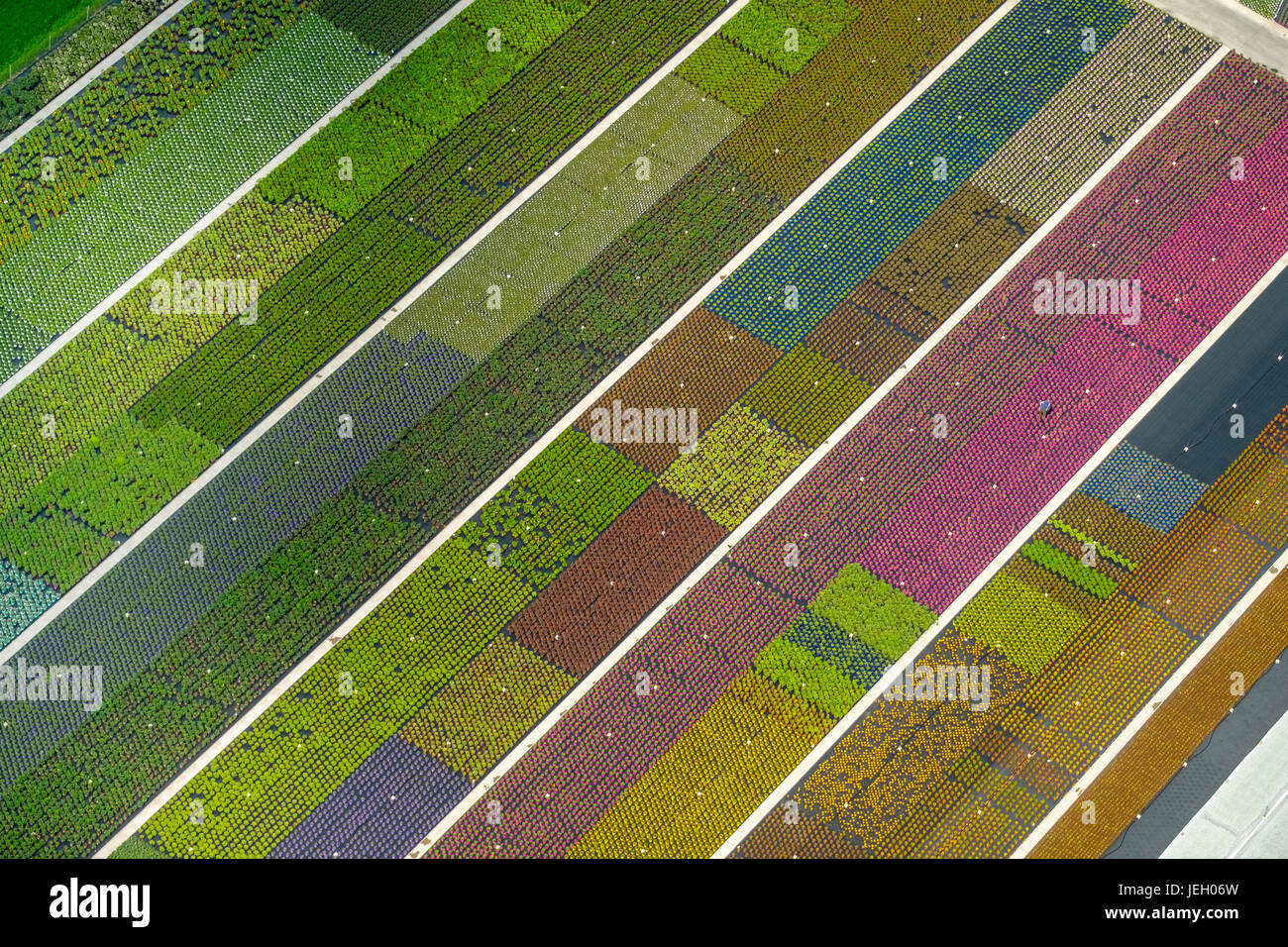 Colorful potted plants in rows, nursery, garden center, Nordkirchen ...