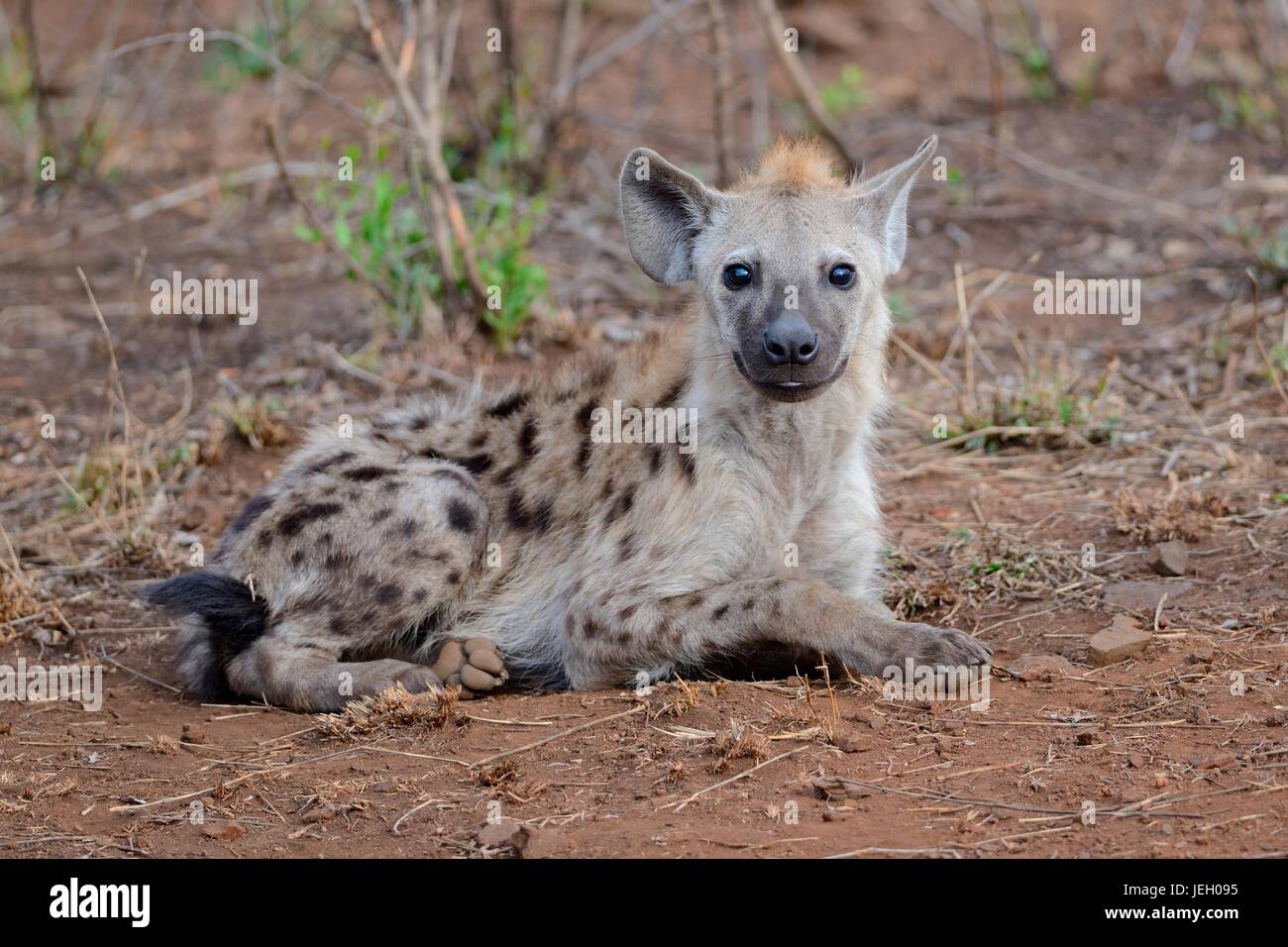 Spotted hyena or Laughing hyena (Crocuta crocuta), lying, attentive ...