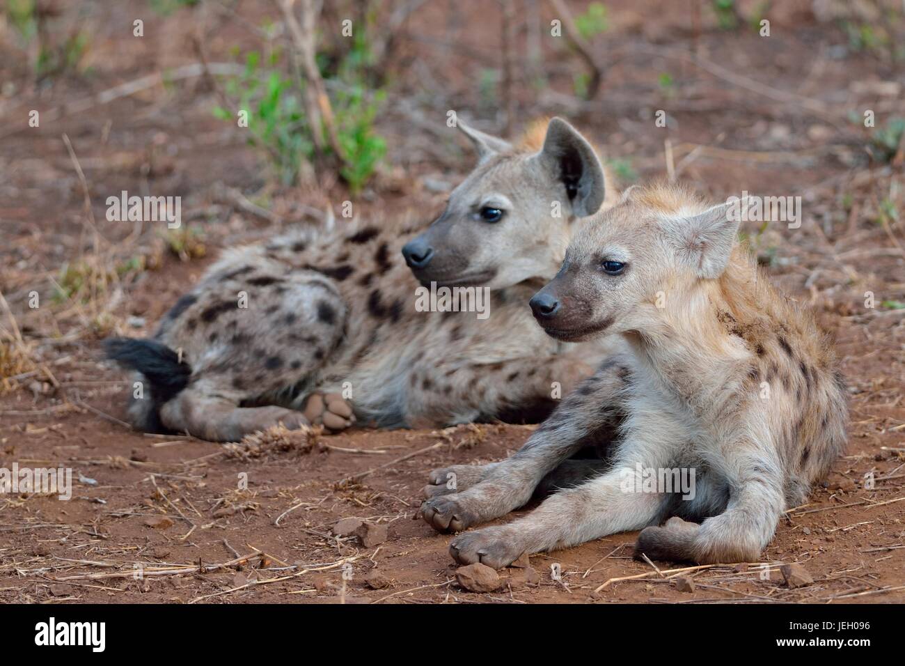 Spotted hyenas laughing High Resolution Stock Photography and Images - Alamy
