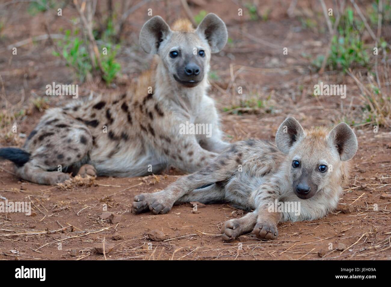 Spotted hyenas or Laughing hyenas (Crocuta crocuta), lying, facing ...