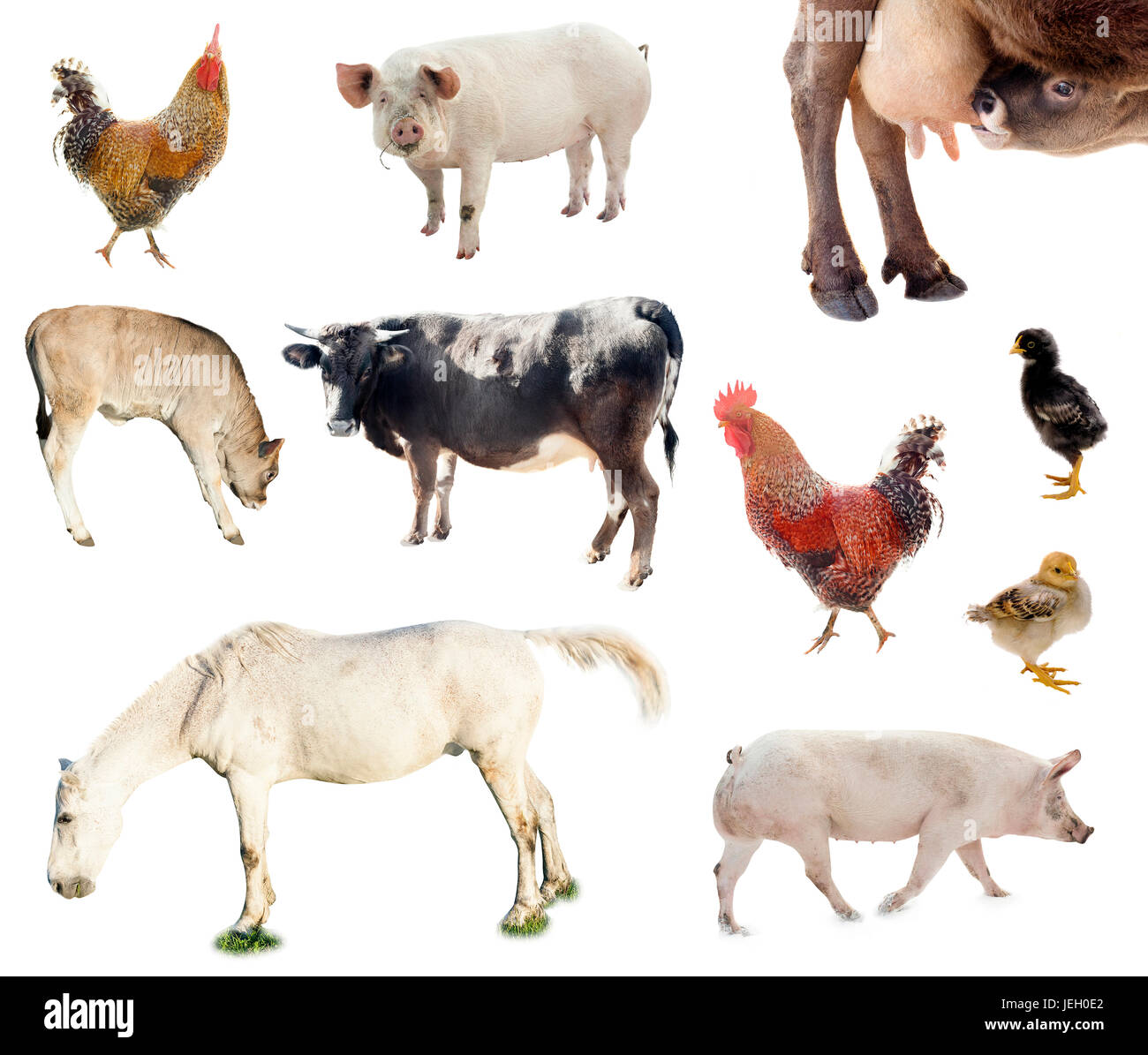 set of farm animals. chicken, pig, cow isolated on white background ...