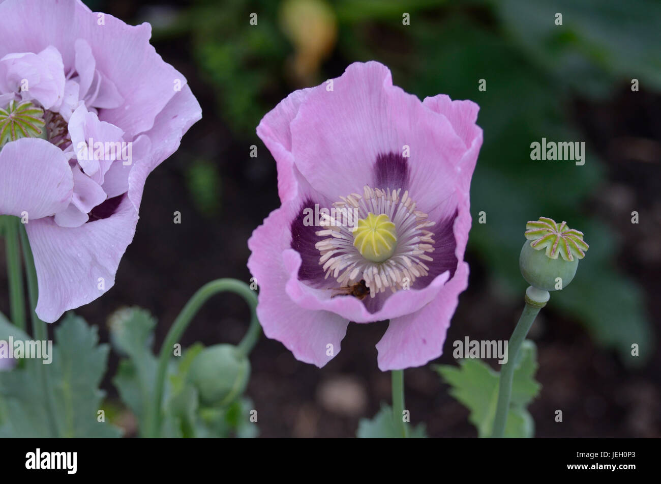 Purple seed hi-res stock photography and images - Alamy