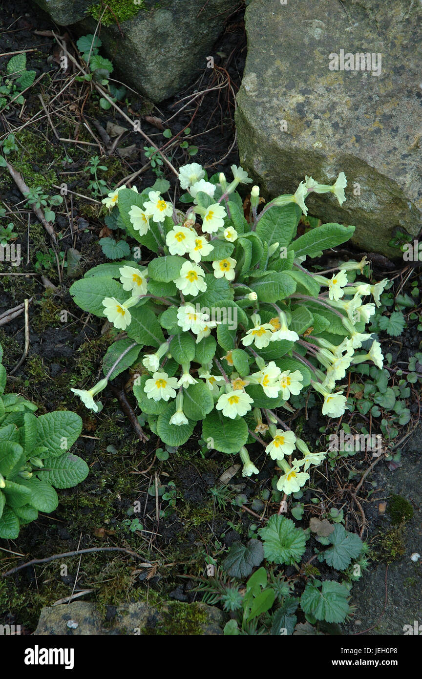 Bunch of primroses hi-res stock photography and images - Alamy