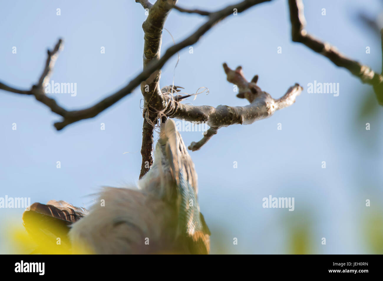 Entangled legs hi-res stock photography and images - Alamy