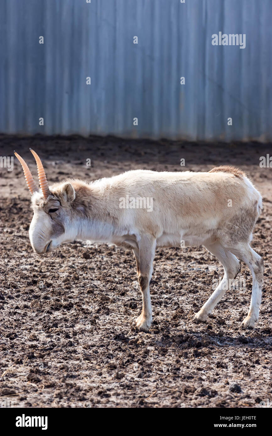 Male saiga or Saiga tatarica Stock Photo - Alamy