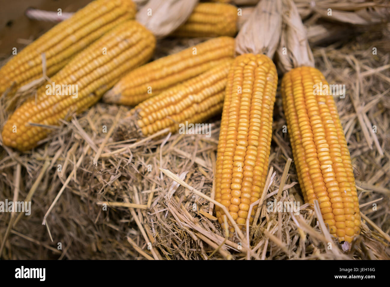 Dried corn cob on dry grass Stock Photo - Alamy