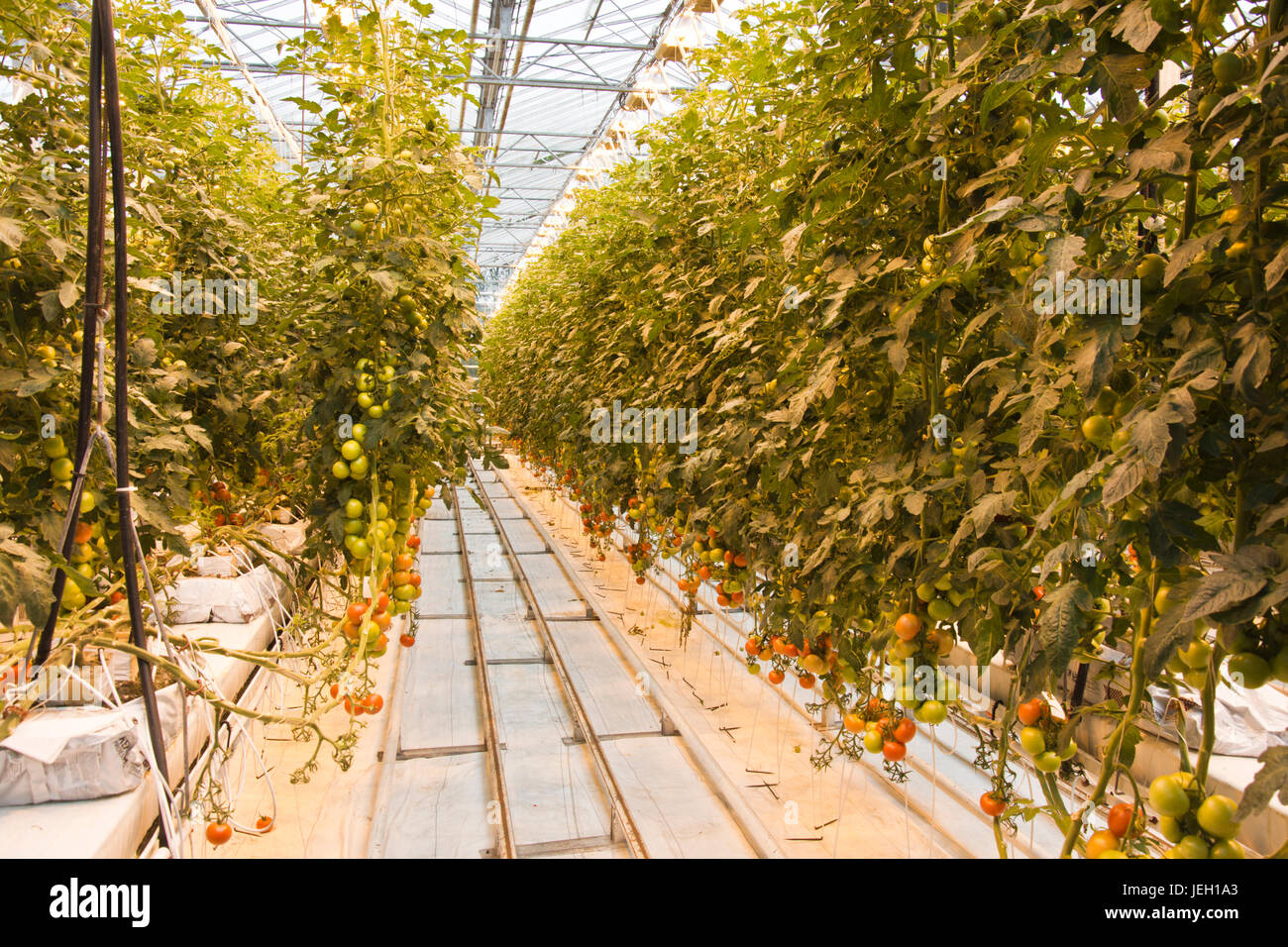 Fridheimar hi-res stock photography and images - Alamy