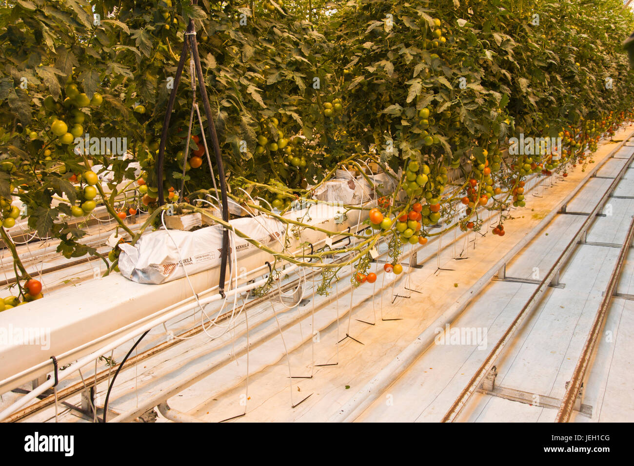 Tomatoes growing in a geothermal greenhouse at Fridheimar greenhouse ...