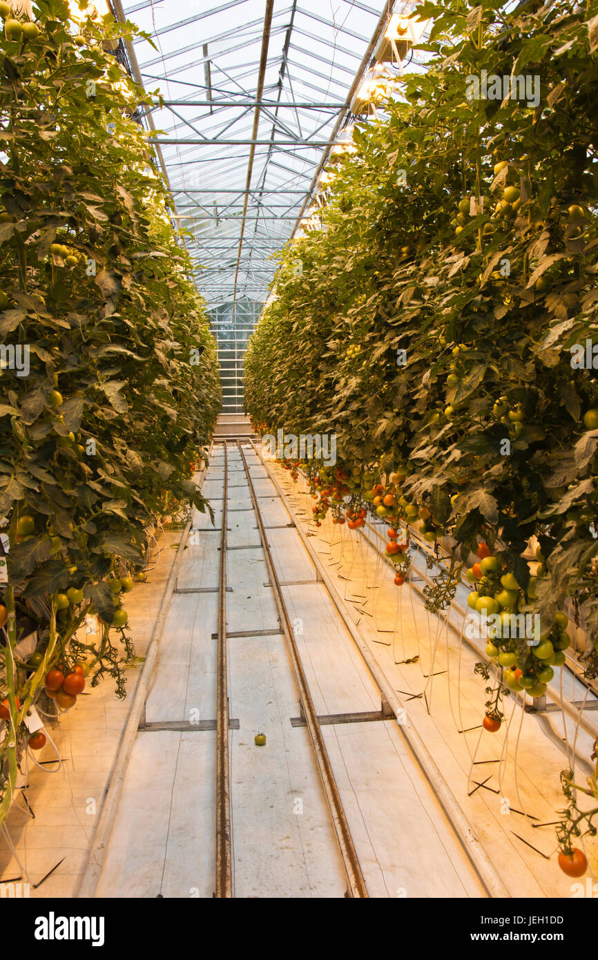 Tomatoes growing in a geothermal greenhouse at Fridheimar greenhouse ...