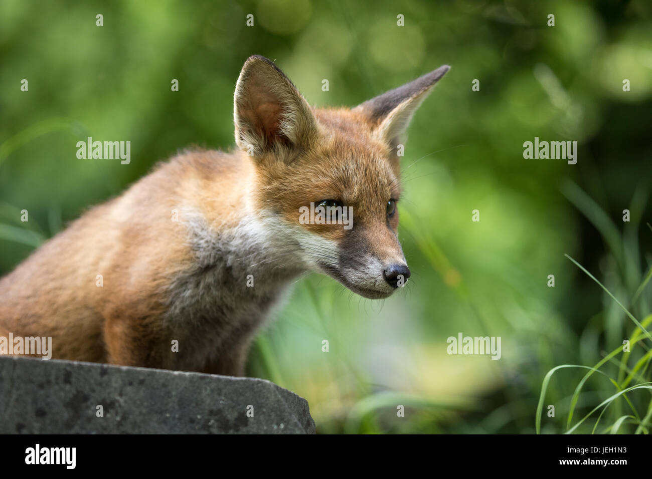 Young fox cub exploring its new surroundings Stock Photo - Alamy
