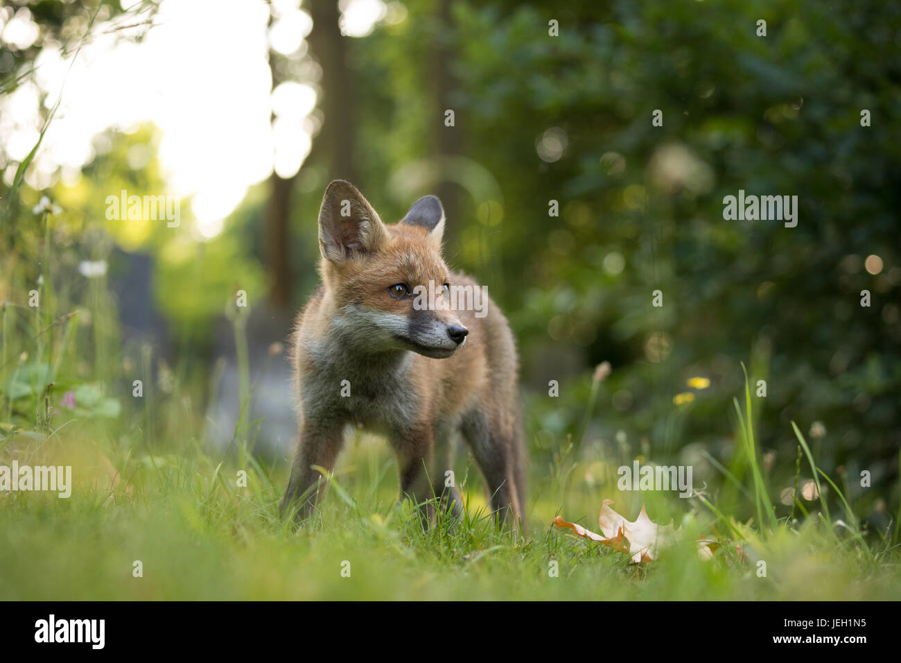New fox hi-res stock photography and images - Alamy