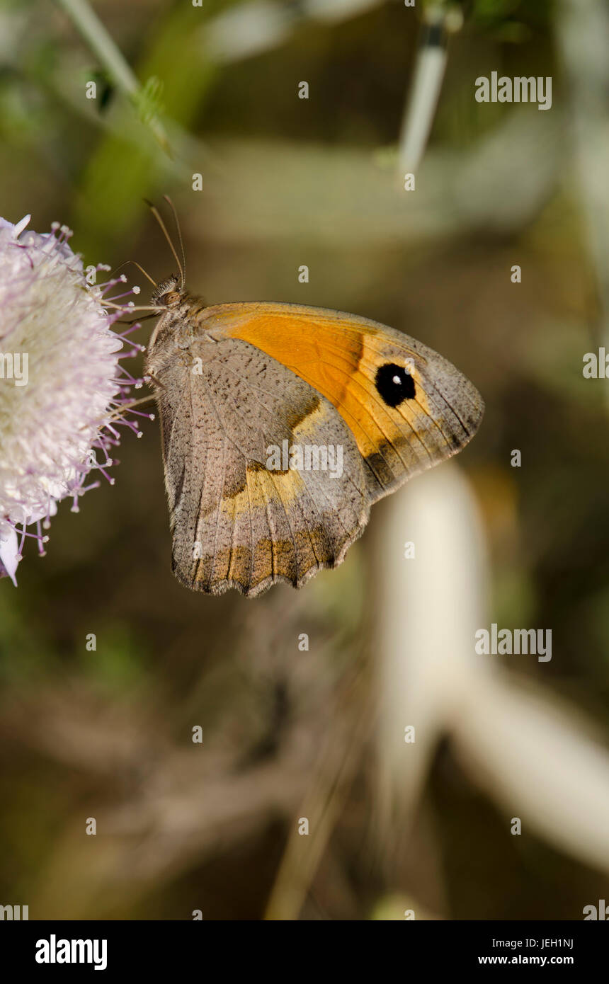 Brown butterflies hi-res stock photography and images - Alamy