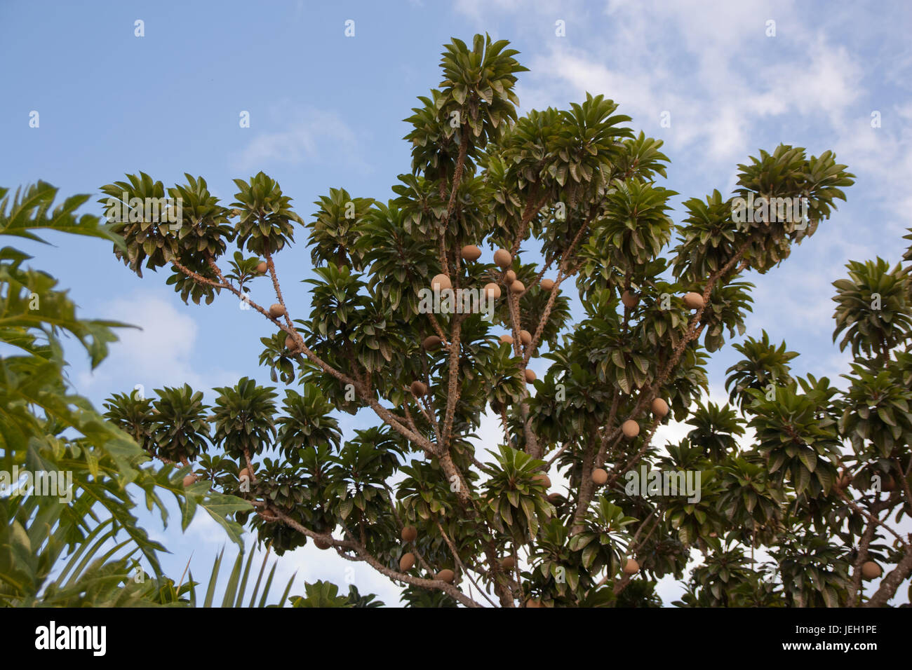 Mamey tree in Merida Yucatan Stock Photo - Alamy