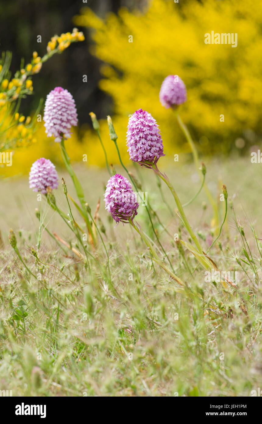 Orchis pyramidalis hi-res stock photography and images - Alamy