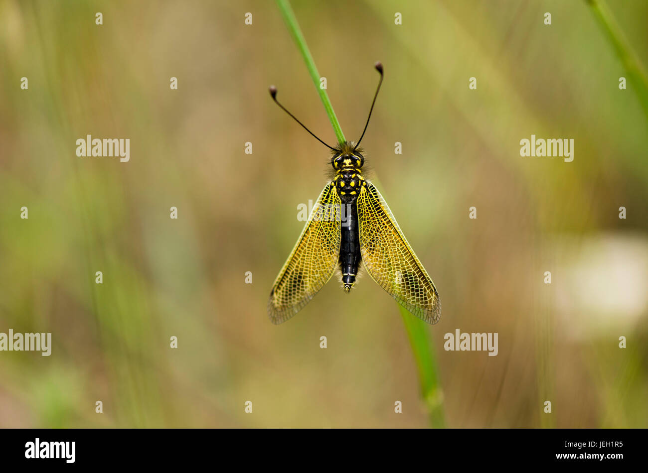 Owlfly libelloides ictericus insect, adult Spain Stock Photo - Alamy
