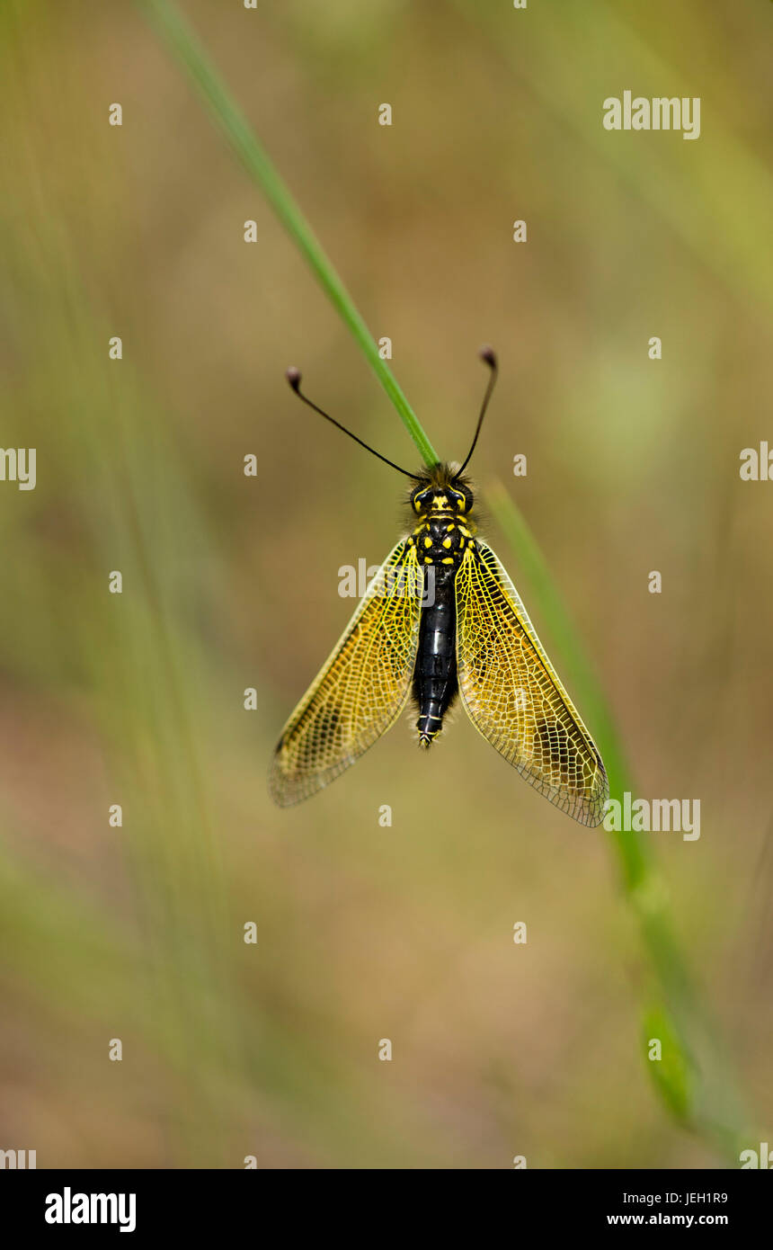 Grassland insect hi-res stock photography and images - Alamy