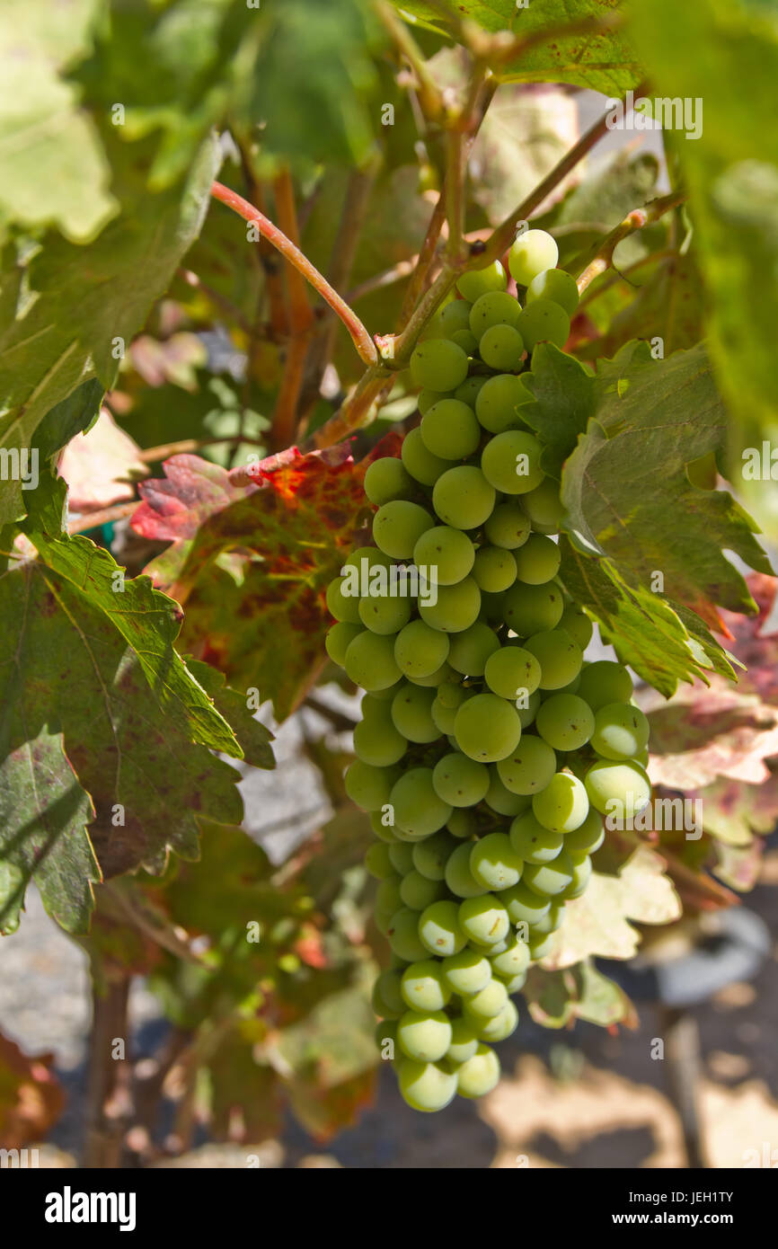 grapes in Baja California Mexico Stock Photo - Alamy