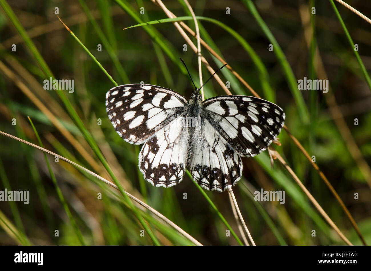 Spanish marbled white, Melanargia ines, butterfly, andalusia, Spain ...