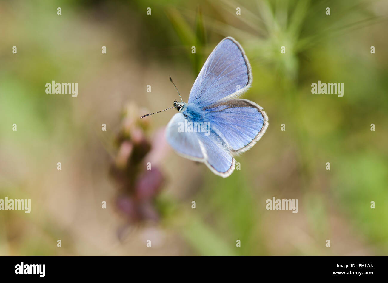 A Male Southern common blue, Common Blue Butterfly, Polyommatus icarus ...