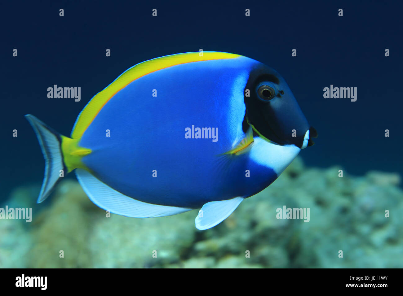 Powderblue surgeonfish (Acanthurus leucosternon) underwater in the ...