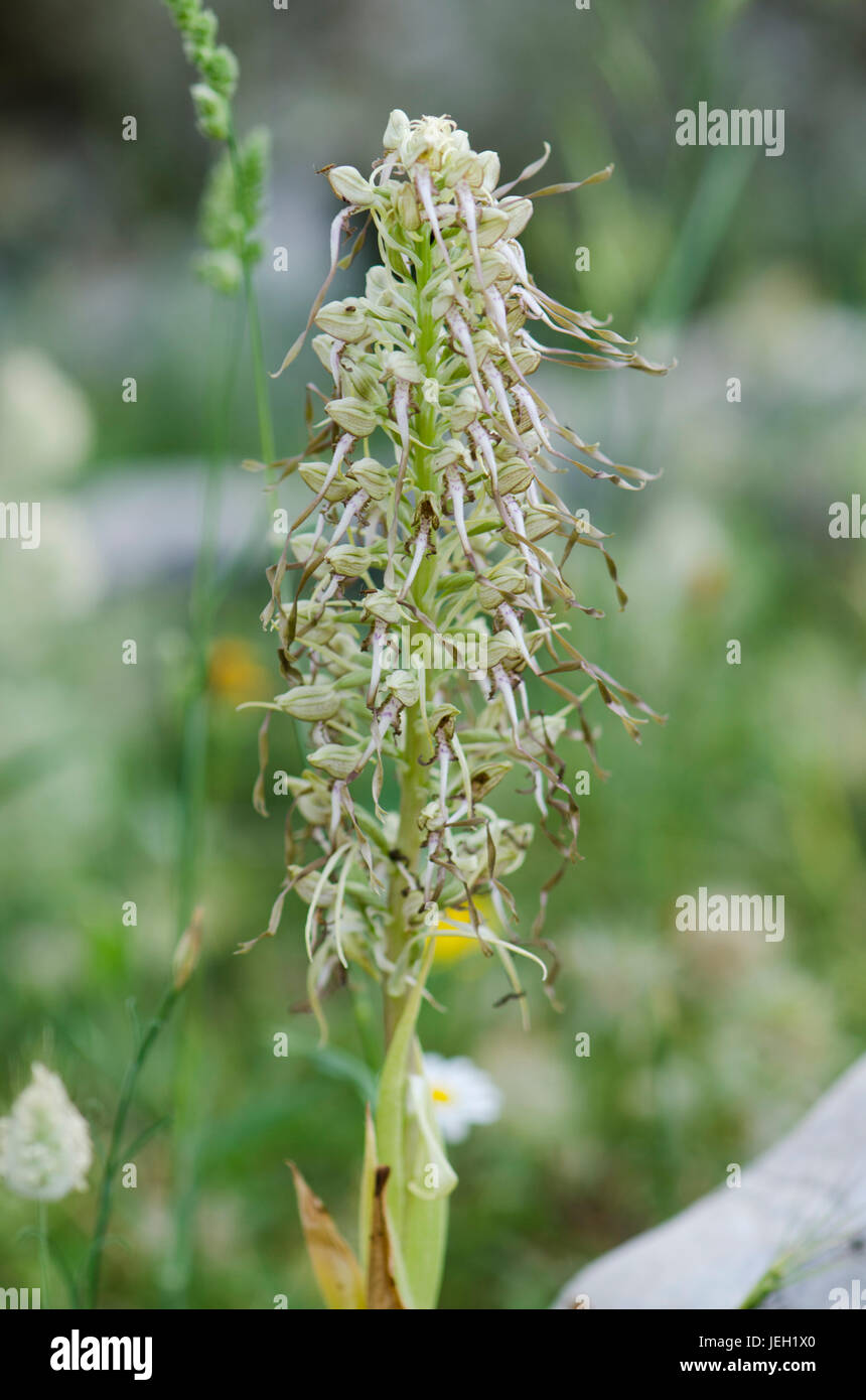 Lizard orchids hi-res stock photography and images - Alamy
