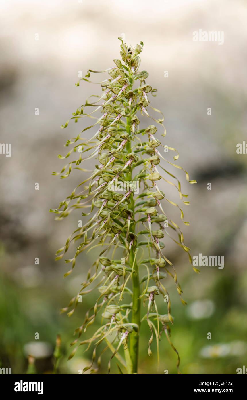 Hircinum himantoglossum hi-res stock photography and images - Alamy