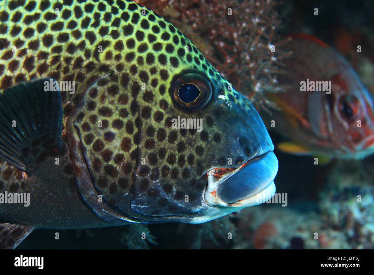 Harlequin sweetlips fish (Plectorhinchus chaetodonoides) underwater in ...