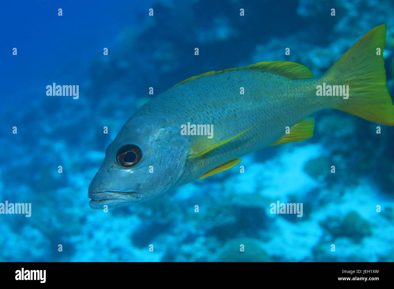 One-spot snapper fish (Lutjanus monostigma) underwater in the indian ...