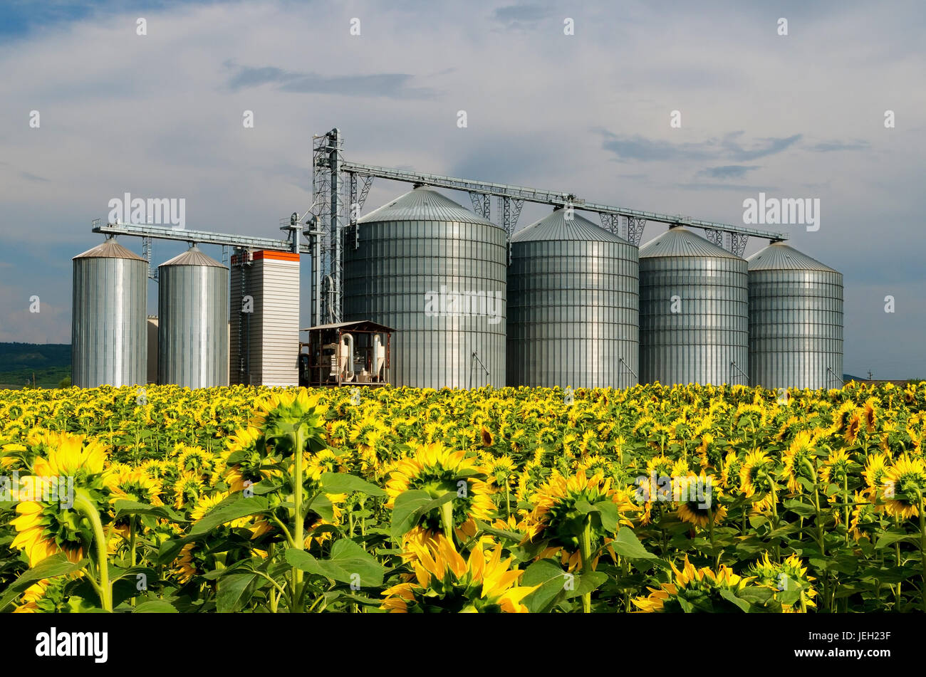Warehouse storage of the harvest . Field with sunflowers Stock Photo ...