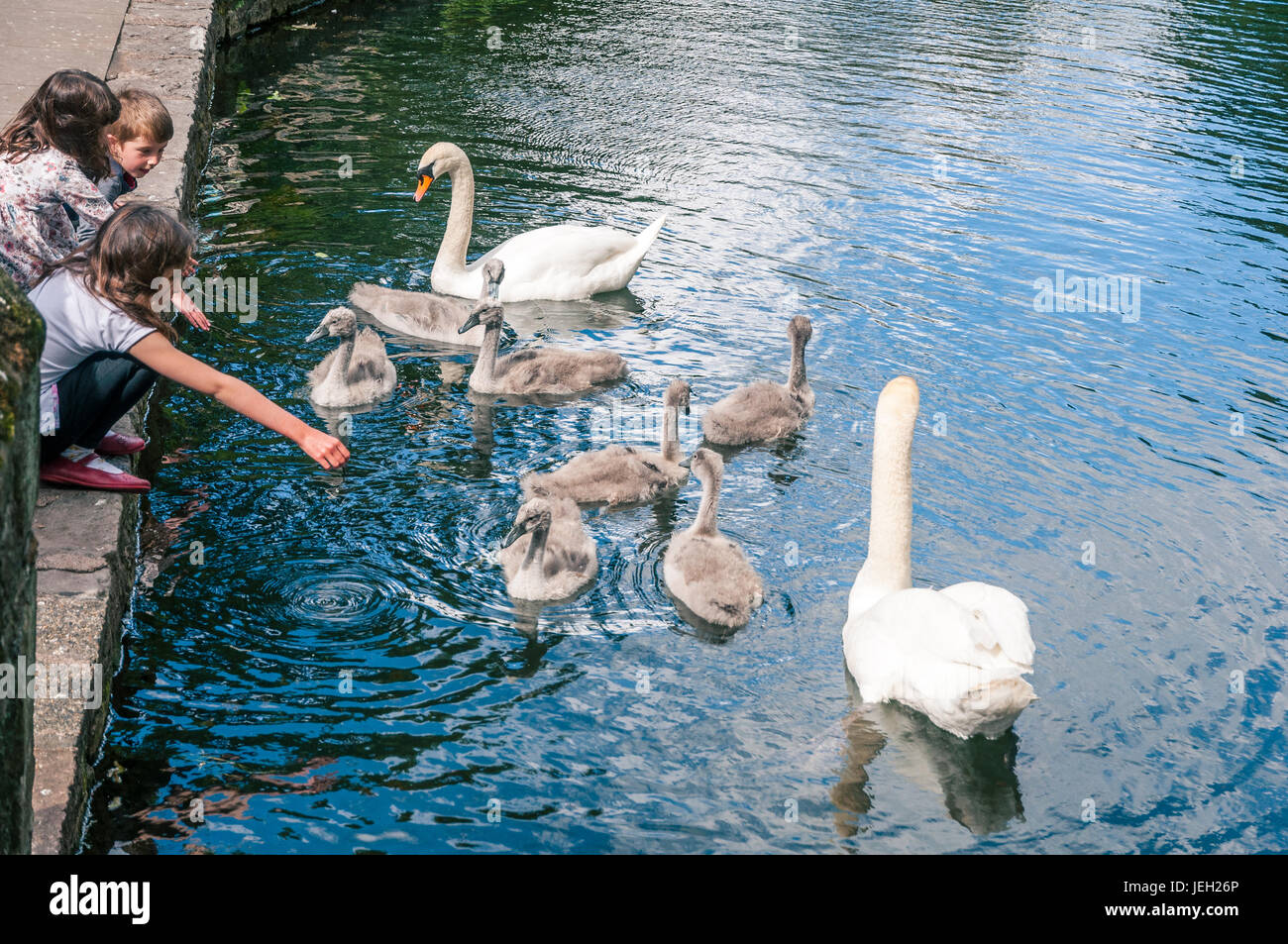 Kids feeding the swans Stock Photo - Alamy