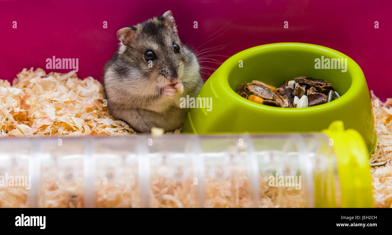 Gray hamster in a cage. grey, closeup, colouration fluffy Stock Photo ...