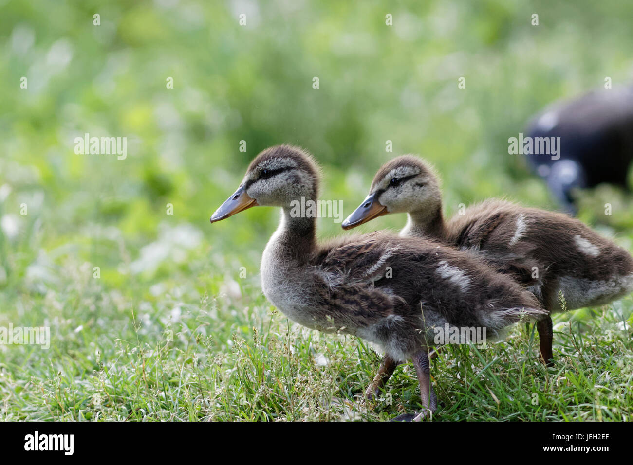 Mallard duck with her ducklings hi-res stock photography and images - Alamy