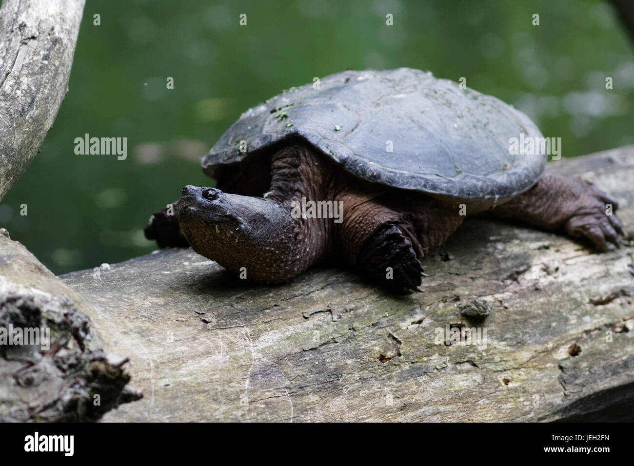 Snapping Turtle resting on a log Stock Photo - Alamy