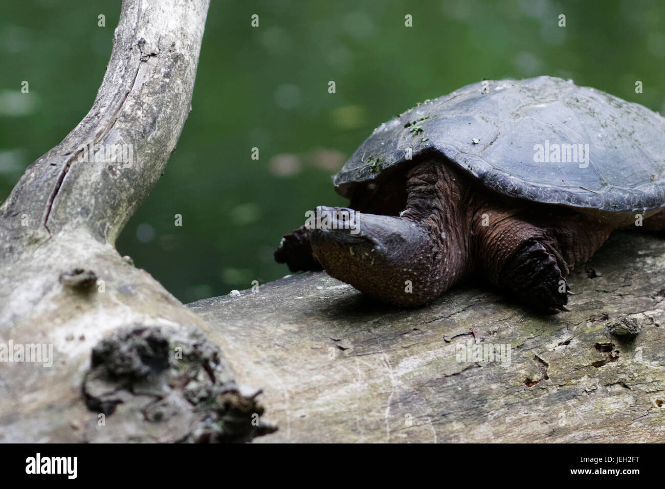 Snapping Turtle resting on a log Stock Photo - Alamy