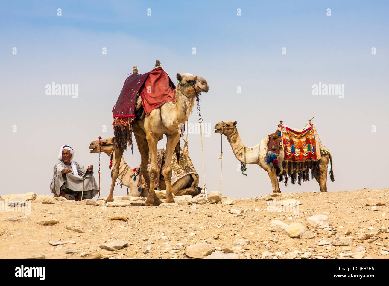 3 Camels High Resolution Stock Photography and Images - Alamy
