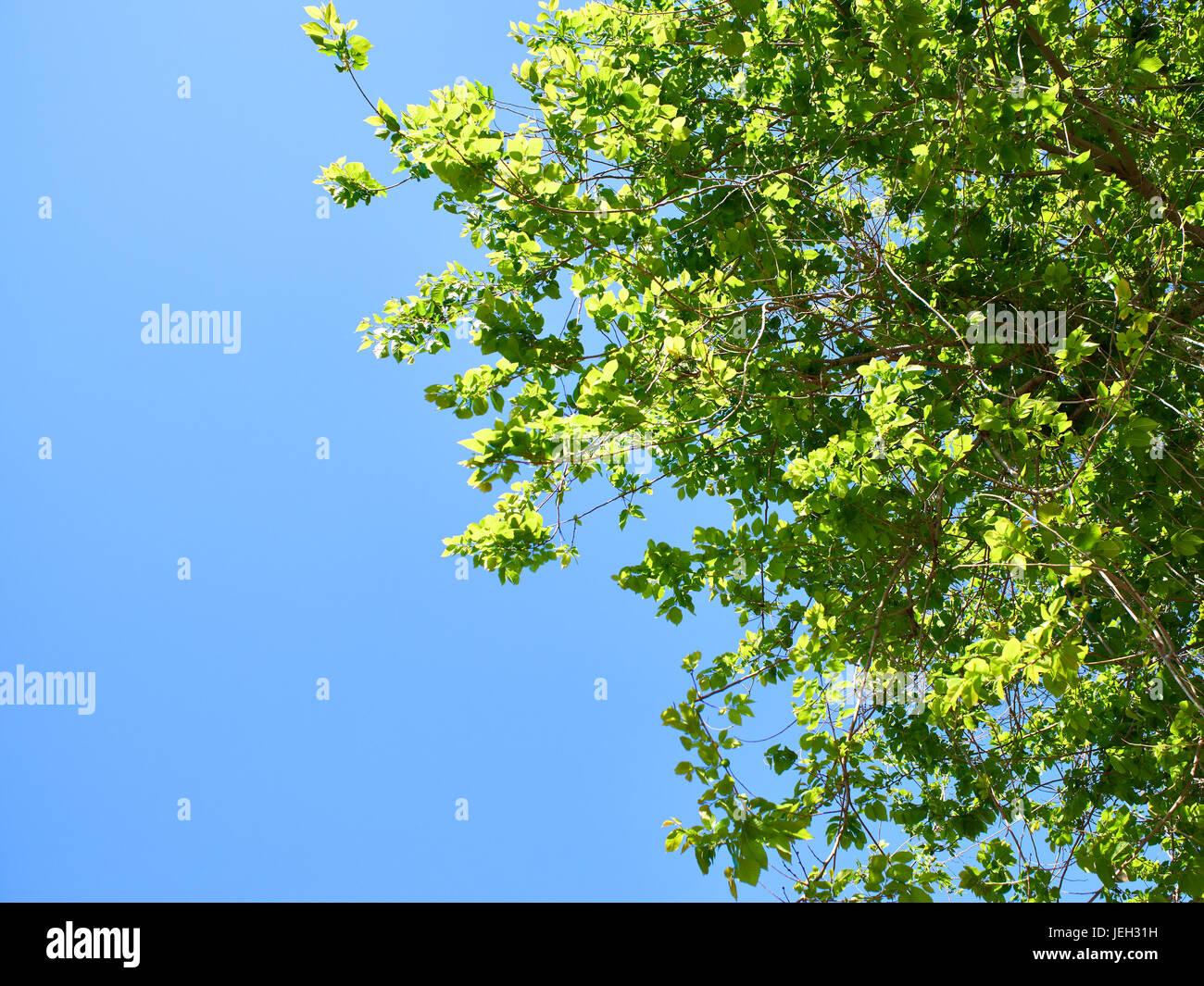 The foliage of a tree hi-res stock photography and images - Alamy